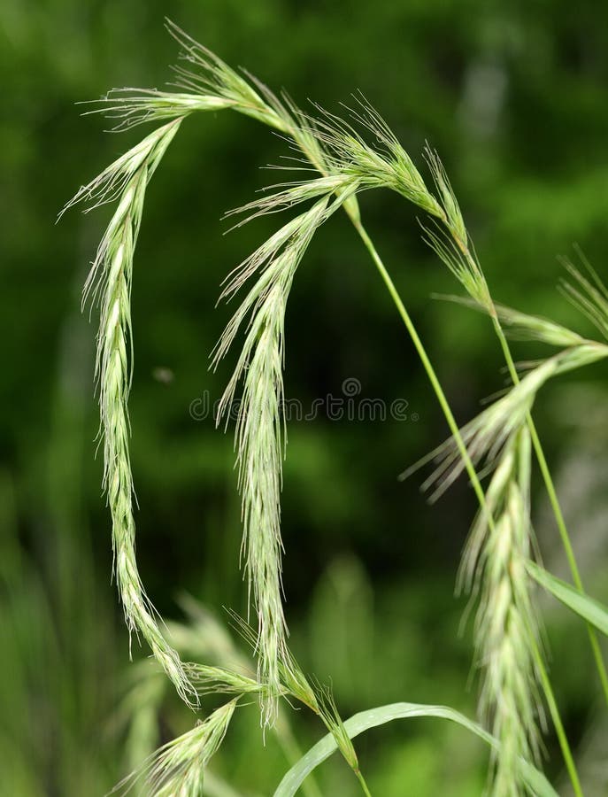 Campo Selvaggio Dell'orzo in Un Giorno Soleggiato E Ventoso, Pianta ...