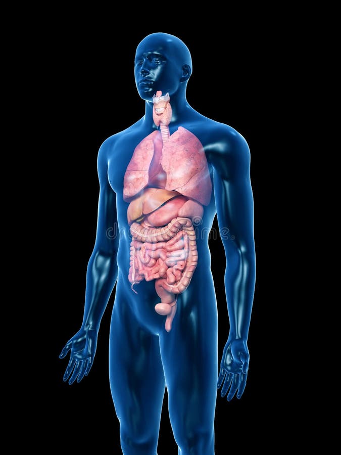 Os órgãos humanos ilustração stock. Ilustração de digestivo - 75188578