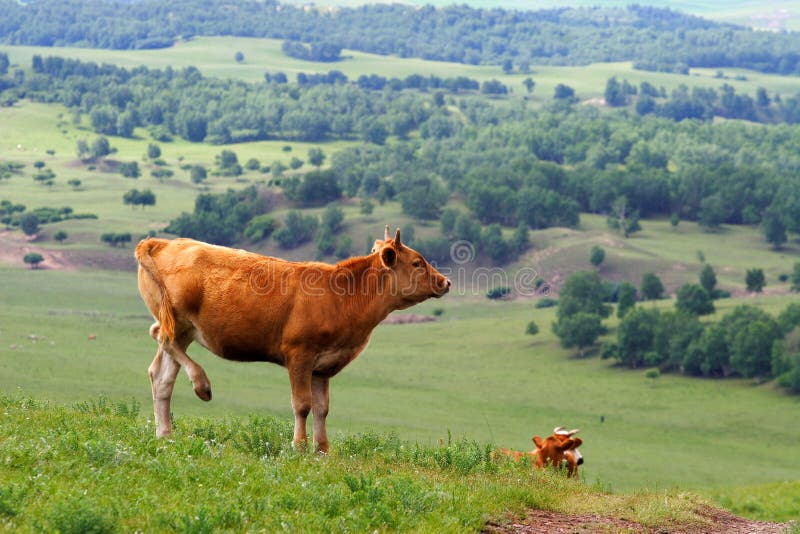 Ox stock foto. Image of landbouwbedrijf, weide, reis, dier - 3863064