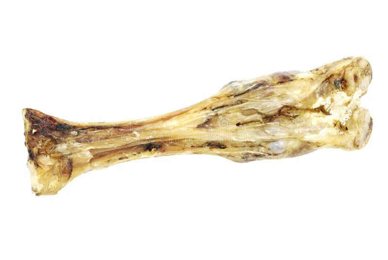 Os animal photo stock. Image du crabot, squelette, bétail - 28444176