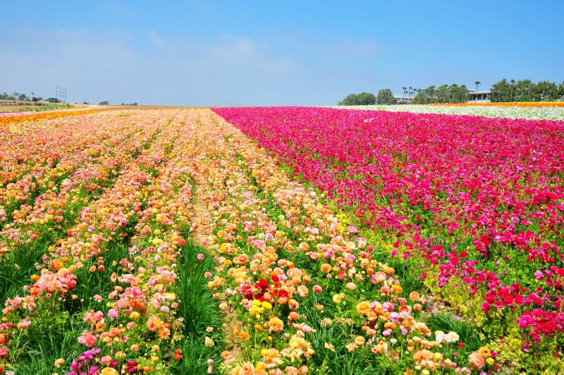 Os Campos De Flor De Carlsbad Foto de Stock - Imagem de naughty, lindo ...