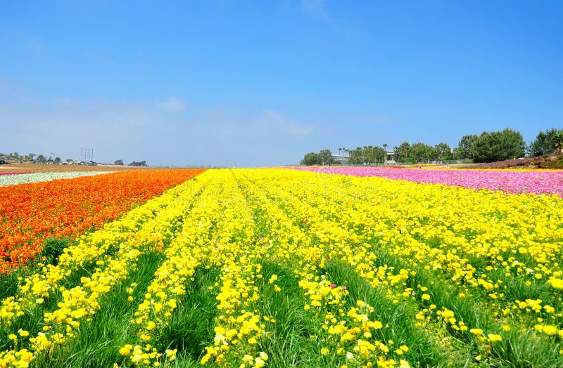 Os Campos De Flor De Carlsbad Foto de Stock - Imagem de flores, cenas ...