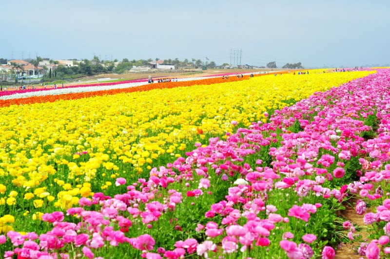 Os Campos De Flor De Carlsbad Foto de Stock - Imagem de flor, fulgor ...