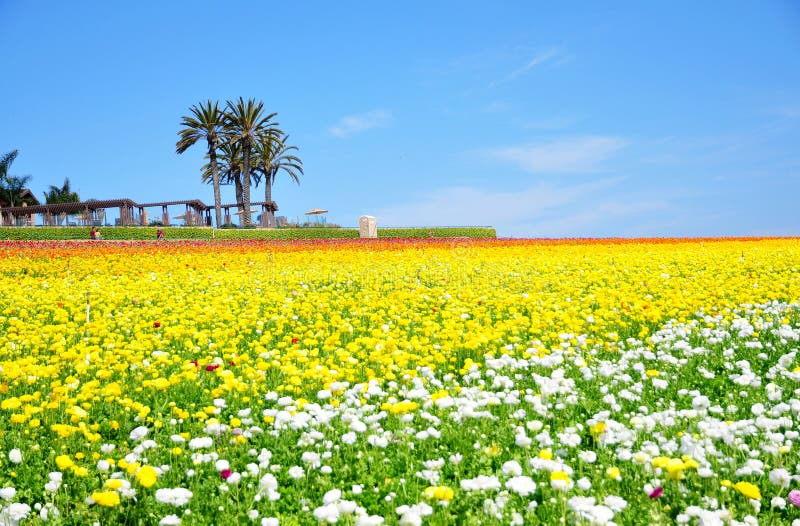 Os Campos De Flor De Carlsbad Foto de Stock - Imagem de conto, cenas ...