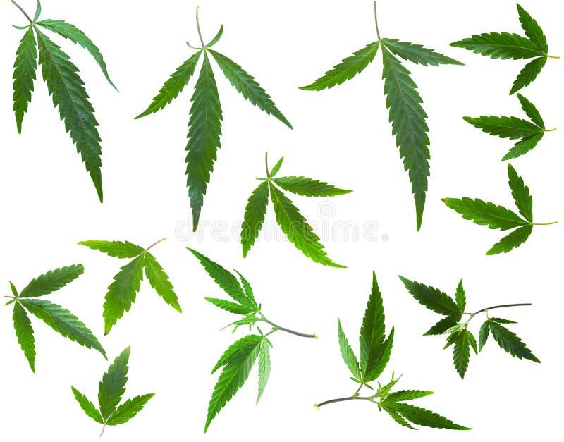 Os Cannabis Folheiam, Marijuana Isolada Sobre O Fundo Branco Imagem de ...