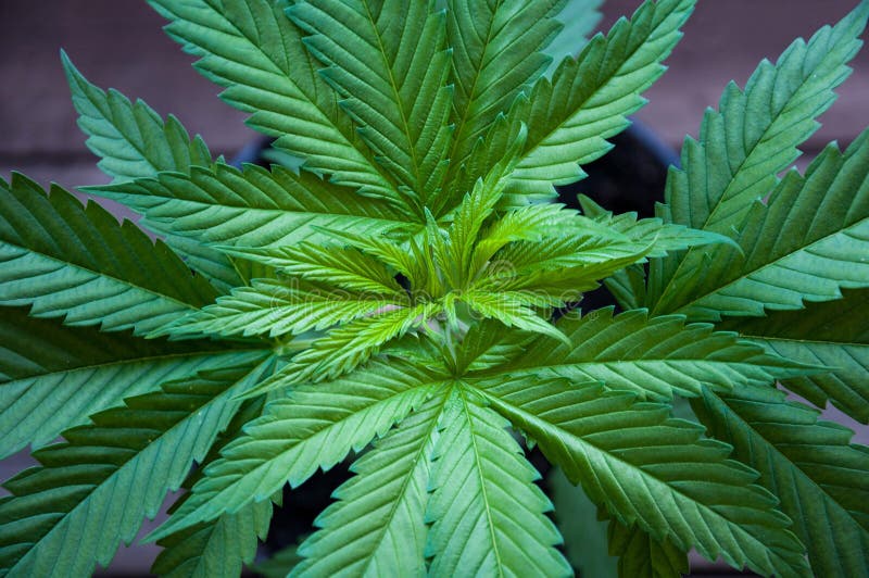 Plântula Do Cannabis Em Plantar O Potenciômetro Foto de Stock - Imagem ...