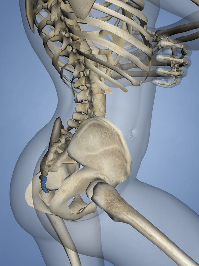 Os coccygis, 3D Model stock illustratie. Illustration of mens - 124482045