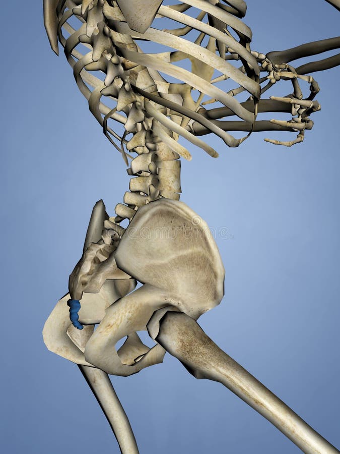 Os coccygis, 3D Model stock illustratie. Illustration of mens - 124482045