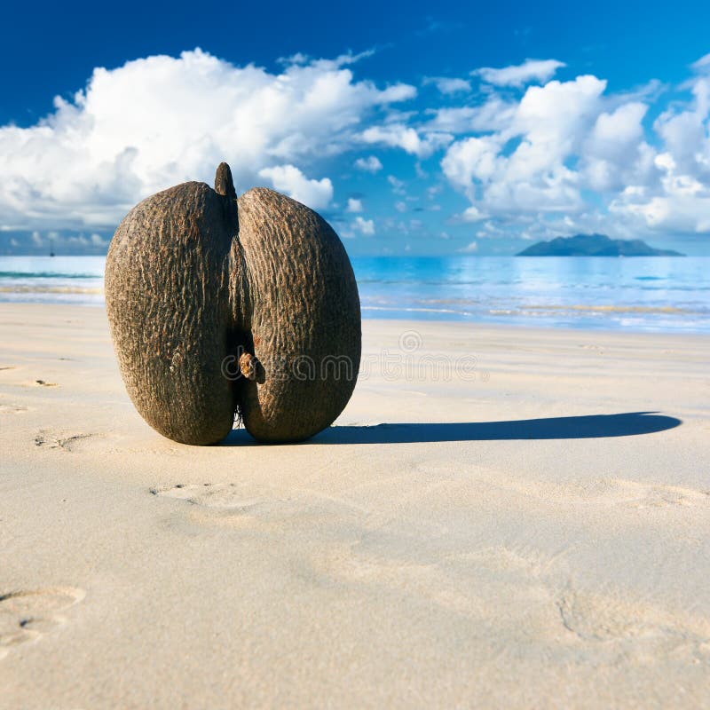 Os Cocos Do Mar (coco De Mer) Na Praia Em Seychelles Foto de Stock ...