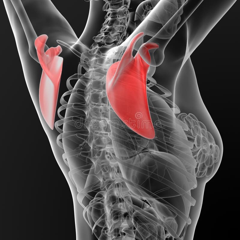 Anatomie Femelle D'os De Clavicule - Os D'anatomie Illustration Stock ...