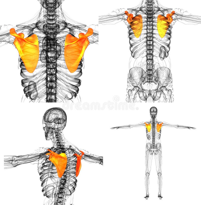 Os d'omoplate illustration stock. Illustration du humérus - 88546749