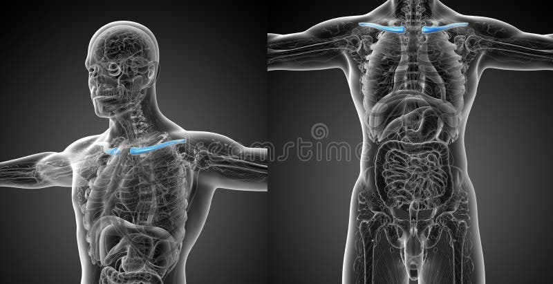 L'os de clavicule illustration de vecteur. Illustration du disease ...