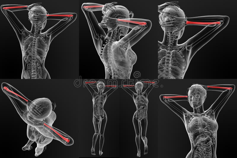 Cubitus Stock Illustrations, Vecteurs, & Clipart – (5,312 Stock ...