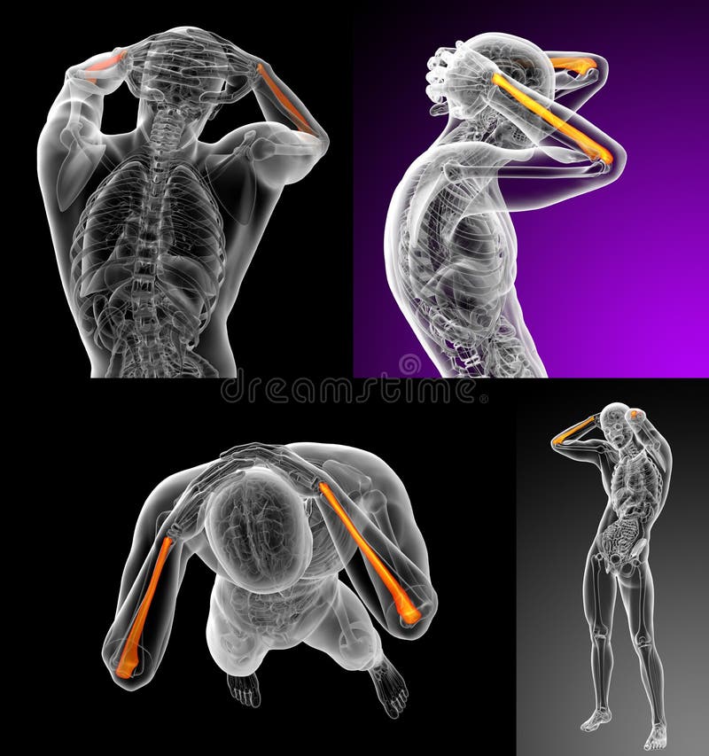 Os de cubitus illustration stock. Illustration of squelettique - 88894546