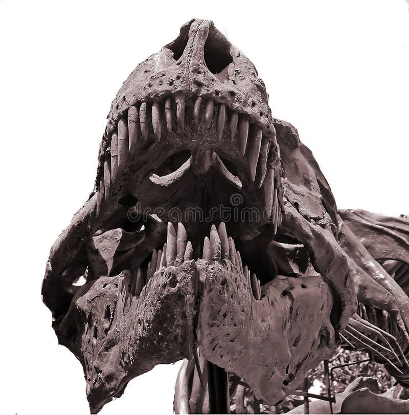 Aegyptiacus de Spinosaurus image stock. Image du fossilisez - 2486061