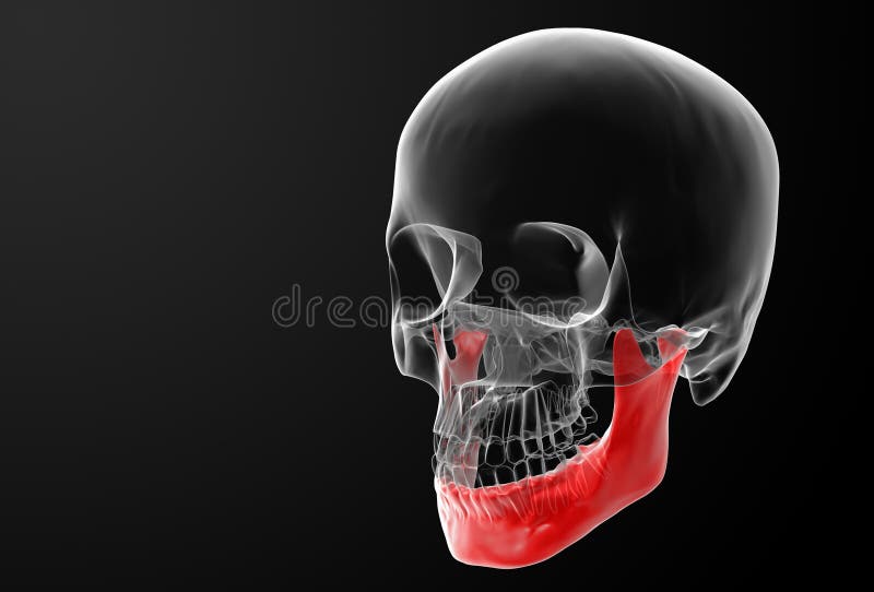 Os De Sphenoid - Anatomie De Crâne/crâne Illustration Stock ...