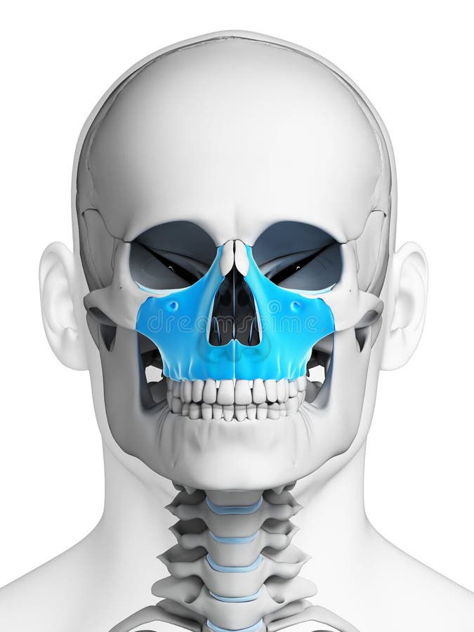 Anatomie Femelle De Crâne D'os De Maxillaire Supérieur - D'isolement ...