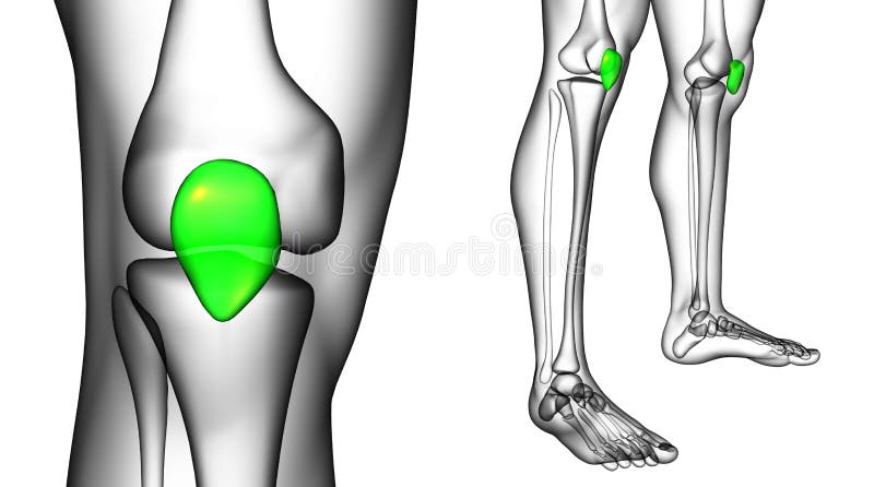 Rotule Stock Illustrations, Vecteurs, & Clipart – (6,961 Stock ...