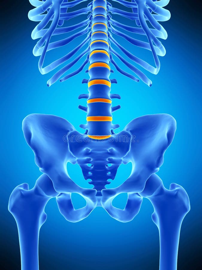 Os discos intervertebrais ilustração stock. Ilustração de ciência ...