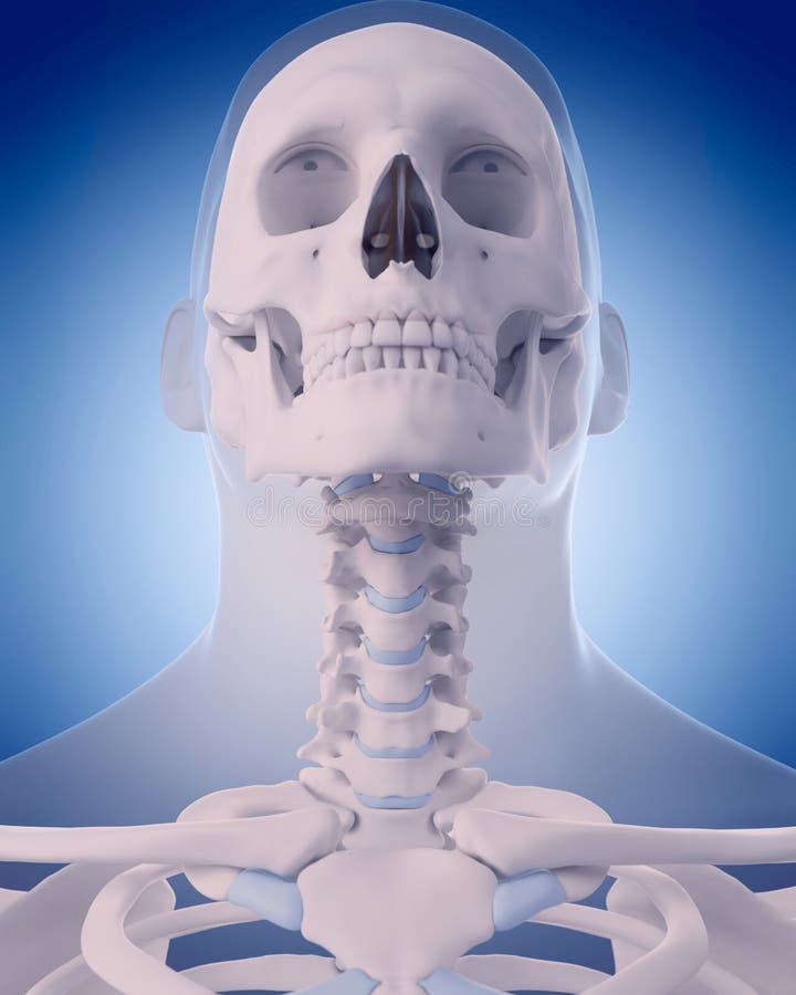 Os du cou illustration stock. Illustration du crâne, épine - 58830882