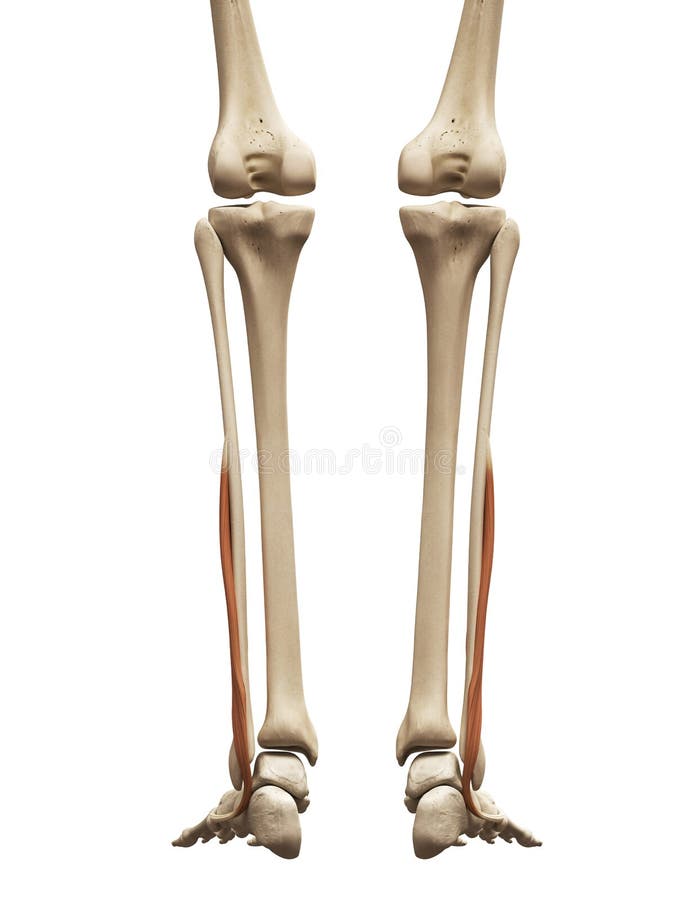 Os fibularis brevis ilustração stock. Ilustração de ossos - 45575442