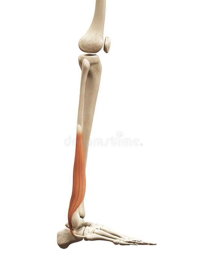 O longus dos fibularis ilustração stock. Ilustração de branco - 45575444