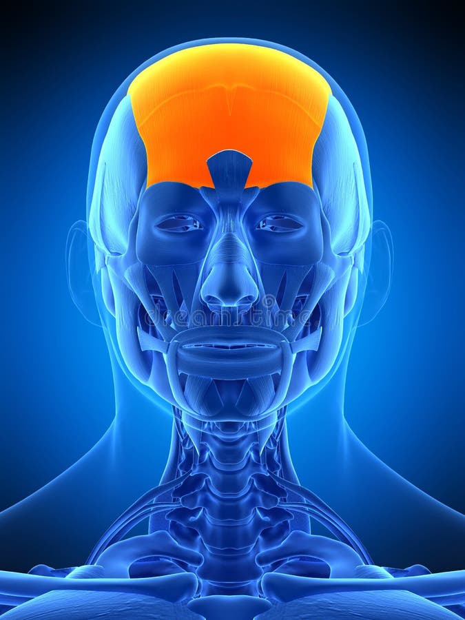 Os frontalis ilustração stock. Ilustração de frontal - 72487238