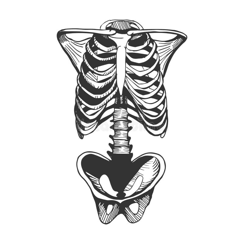 Vecteur Squelettique De Paquet D'anatomie De Torse Humain Illustration ... Vecteur Squelettique De Paquet D'anatomie De Torse Humain Illustration ...