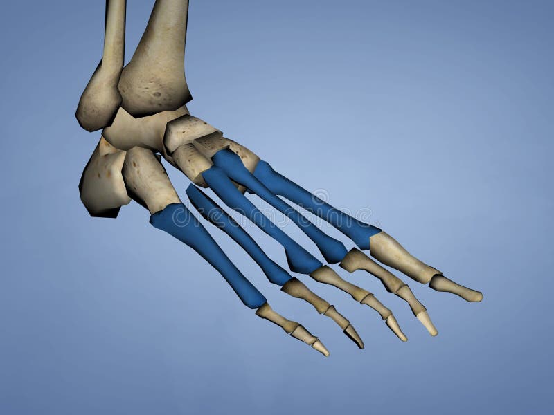 Os métatarsiens, modèle 3D illustration stock. Illustration du ...