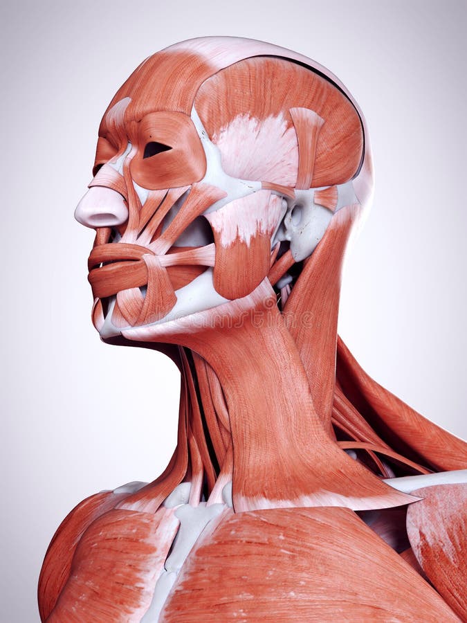 Os Músculos Da Cabeça E Do Pescoço Ilustração Stock - Ilustração de ...
