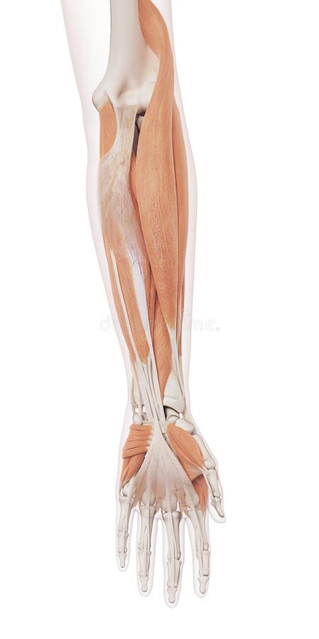 Os músculos do antebraço ilustração stock. Ilustração de render - 57547857