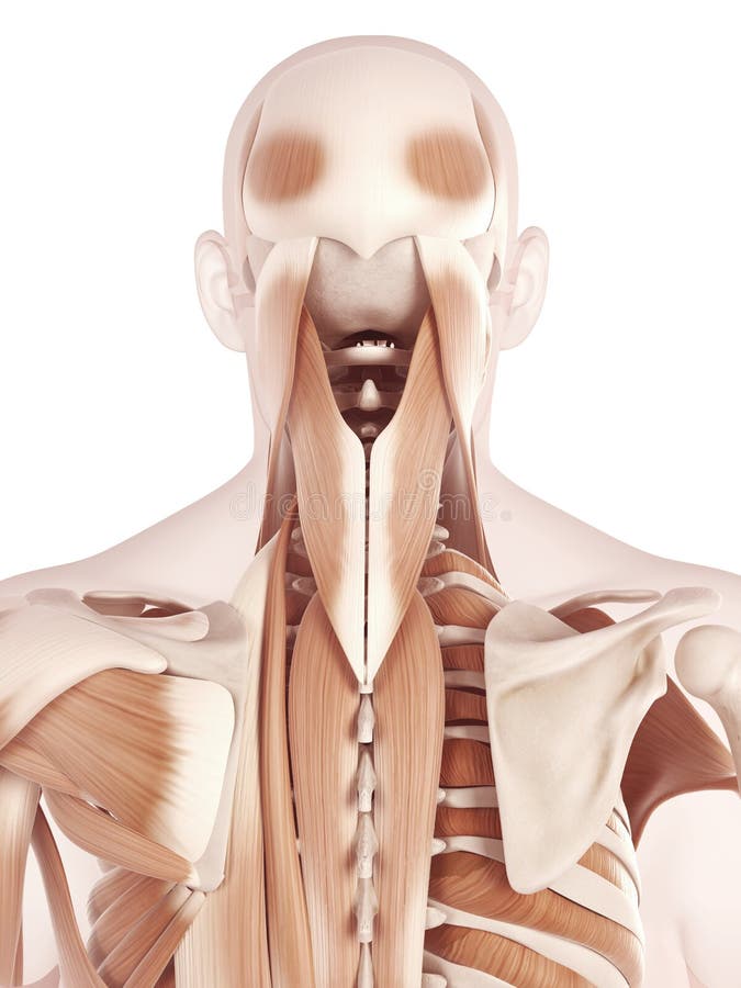 Os músculos do pescoço ilustração stock. Ilustração de render - 56287145