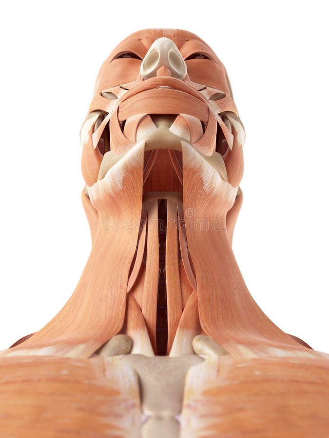 Os músculos do pescoço ilustração stock. Ilustração de render - 56287145