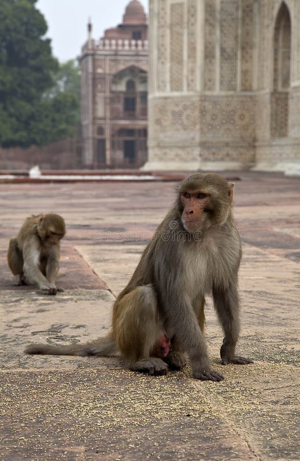 Os macacos em India imagem de stock. Imagem de habitat - 23375735