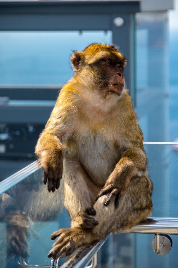 Os Macacos Famosos De Gibraltar Imagem de Stock - Imagem de vila ...
