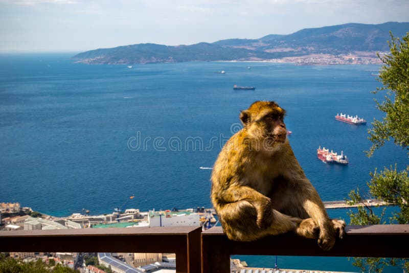 Os Macacos Famosos De Gibraltar Foto de Stock - Imagem de naughty ...