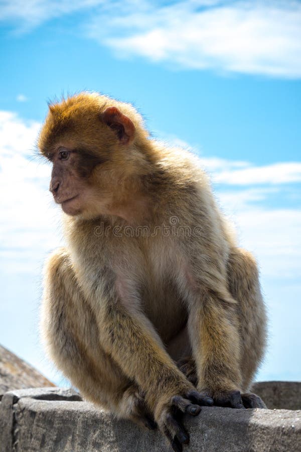 Os Macacos Famosos De Gibraltar Foto de Stock - Imagem de nave ...
