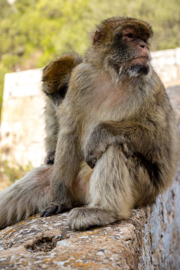 Os Macacos Famosos De Gibraltar Foto de Stock - Imagem de nave ...