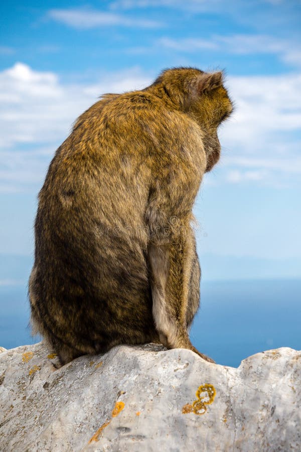 Os Macacos Famosos De Gibraltar Imagem de Stock - Imagem de montanha ...