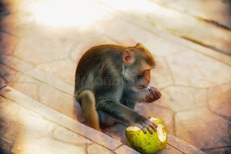 Os Macacos Sentam-se E Comendo O Fruto Do Coco Foto de Stock - Imagem ...