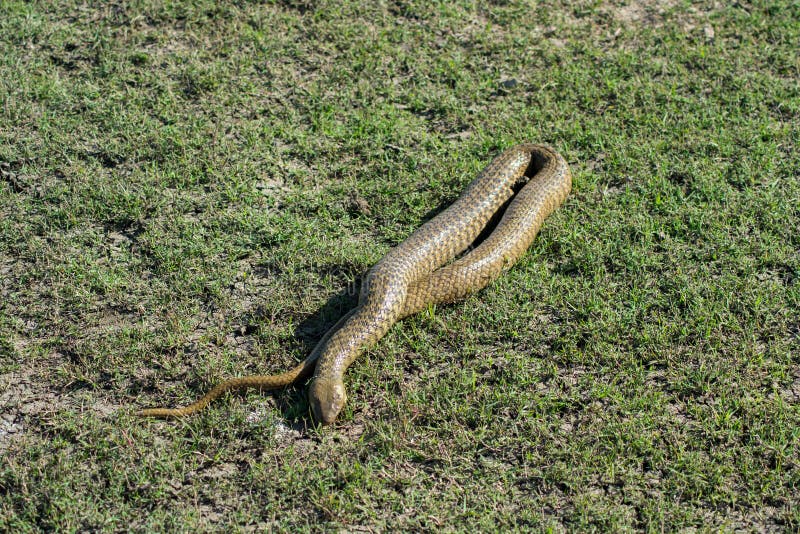 Cobra Morta No Animal Morto Na Floresta Na Natureza Próxima Da Serpente ...