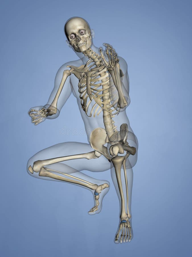 Os naviculaire, modèle 3D illustration stock. Illustration of ...