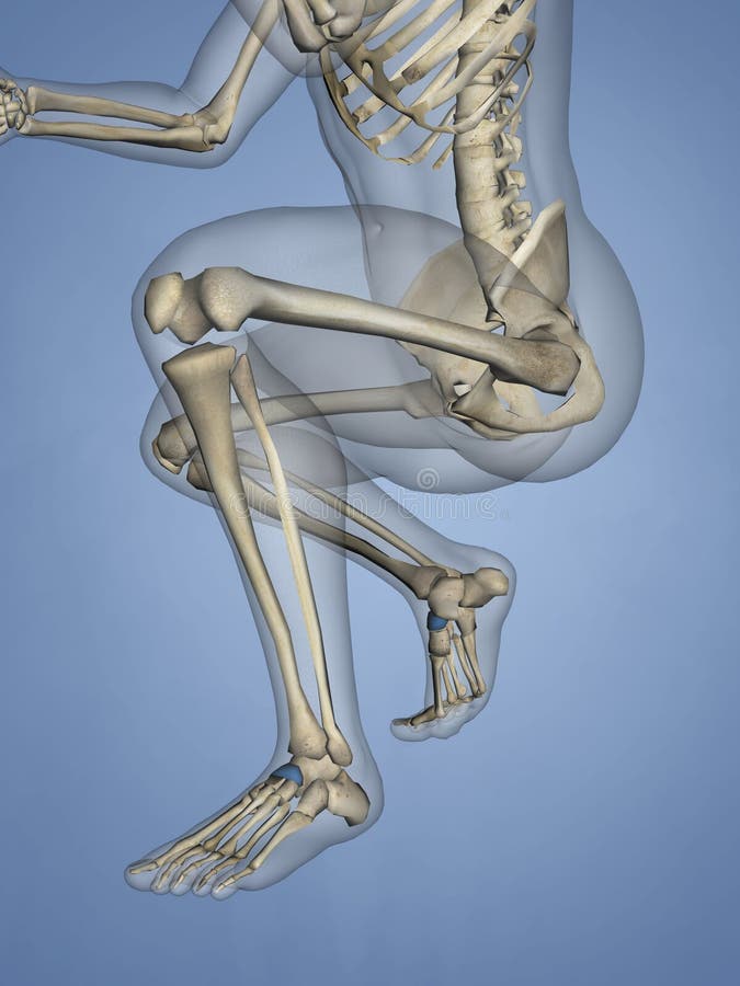 Os naviculare, Modell 3D stock abbildung. Illustration von wissenschaft ...