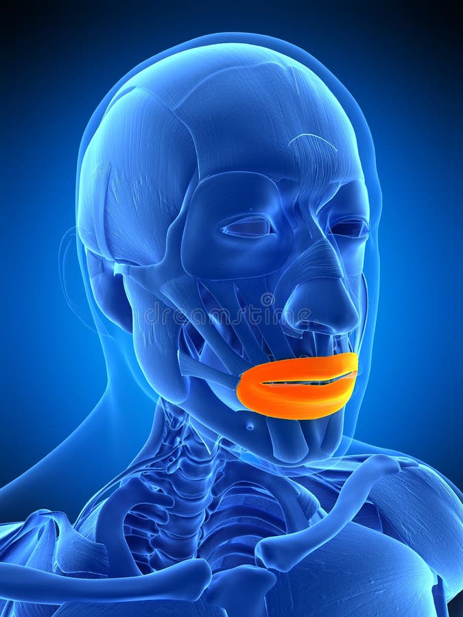 Os oris dos orbicularis ilustração stock. Ilustração de médico - 72487087