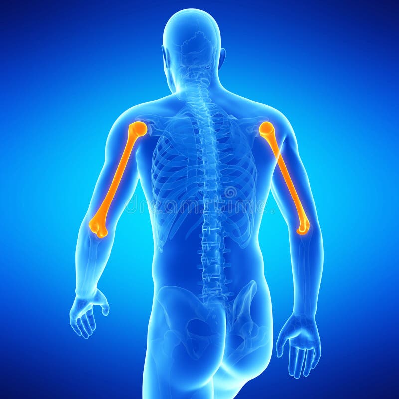 Os ossos do úmero ilustração stock. Ilustração de anatomia - 45274891