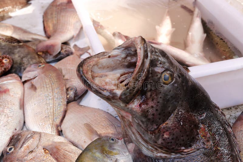 Os Peixes Da Garoupa Abrem a Boca Foto de Stock - Imagem de bacalhau ...