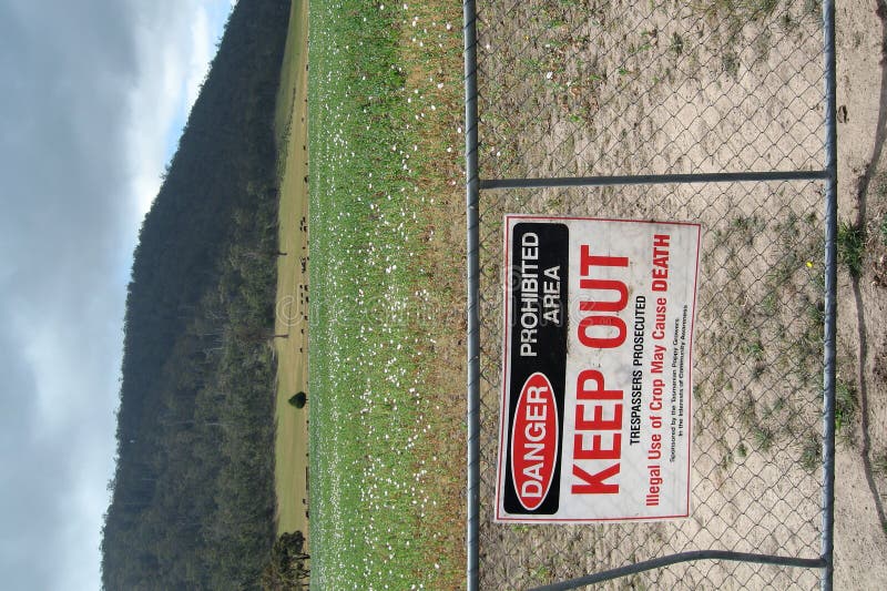 Os Perigos De Um Campo Da Papoila Imagem de Stock - Imagem de opiato ...