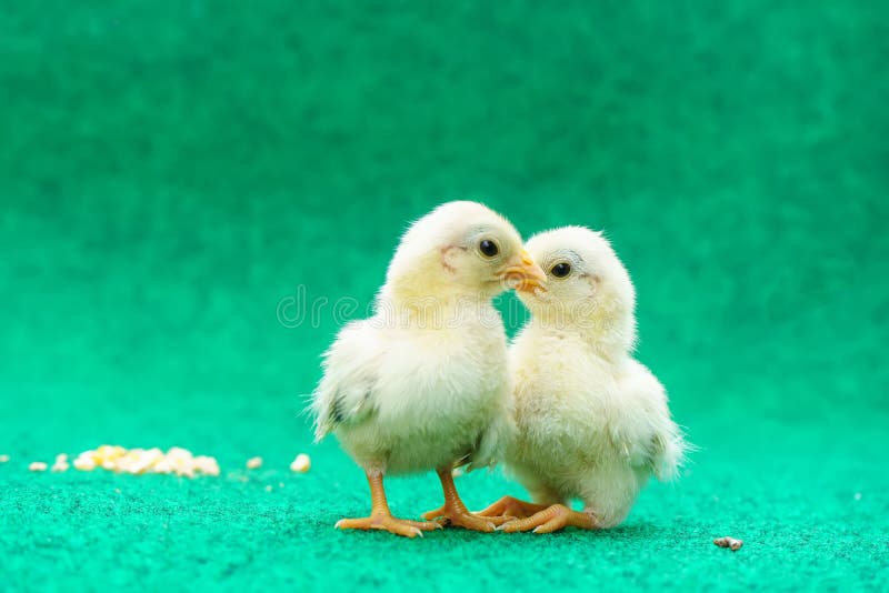 Os pintos amarelos foto de stock. Imagem de carne, marrom - 254524064