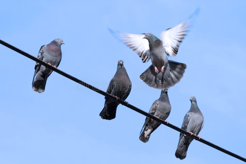 Os pombos sentam-se no fio imagem de stock. Imagem de pombo - 13273105