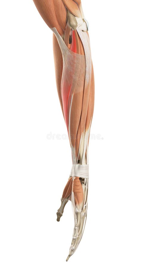 Os Radialis Dos Carpos Da Flexor Ilustração Stock - Ilustração de corpo ...
